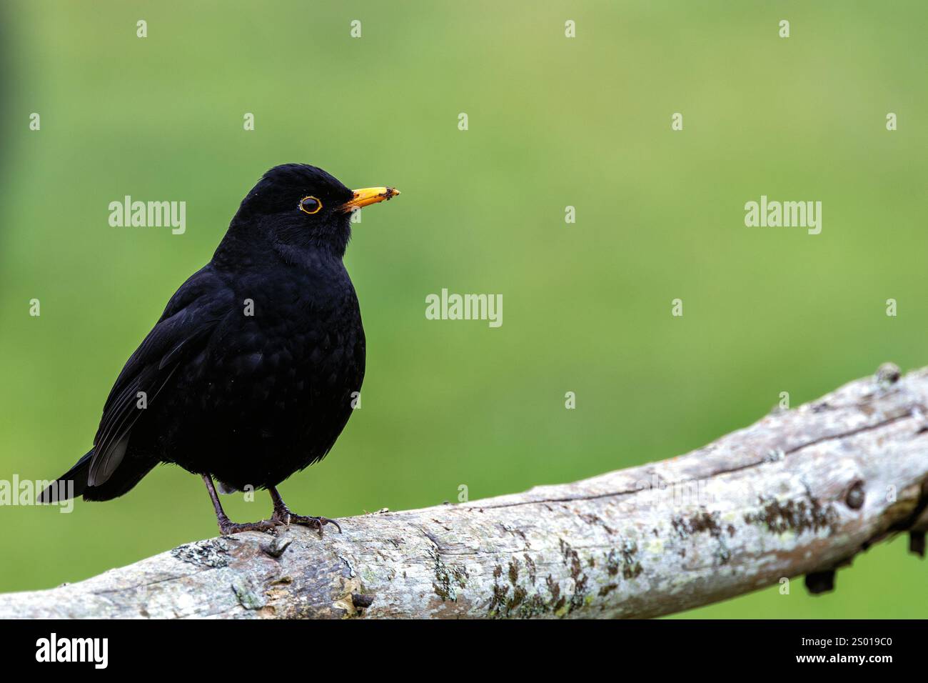 The Male Blackbird (Turdus merula) is an omnivore, feeding on ...