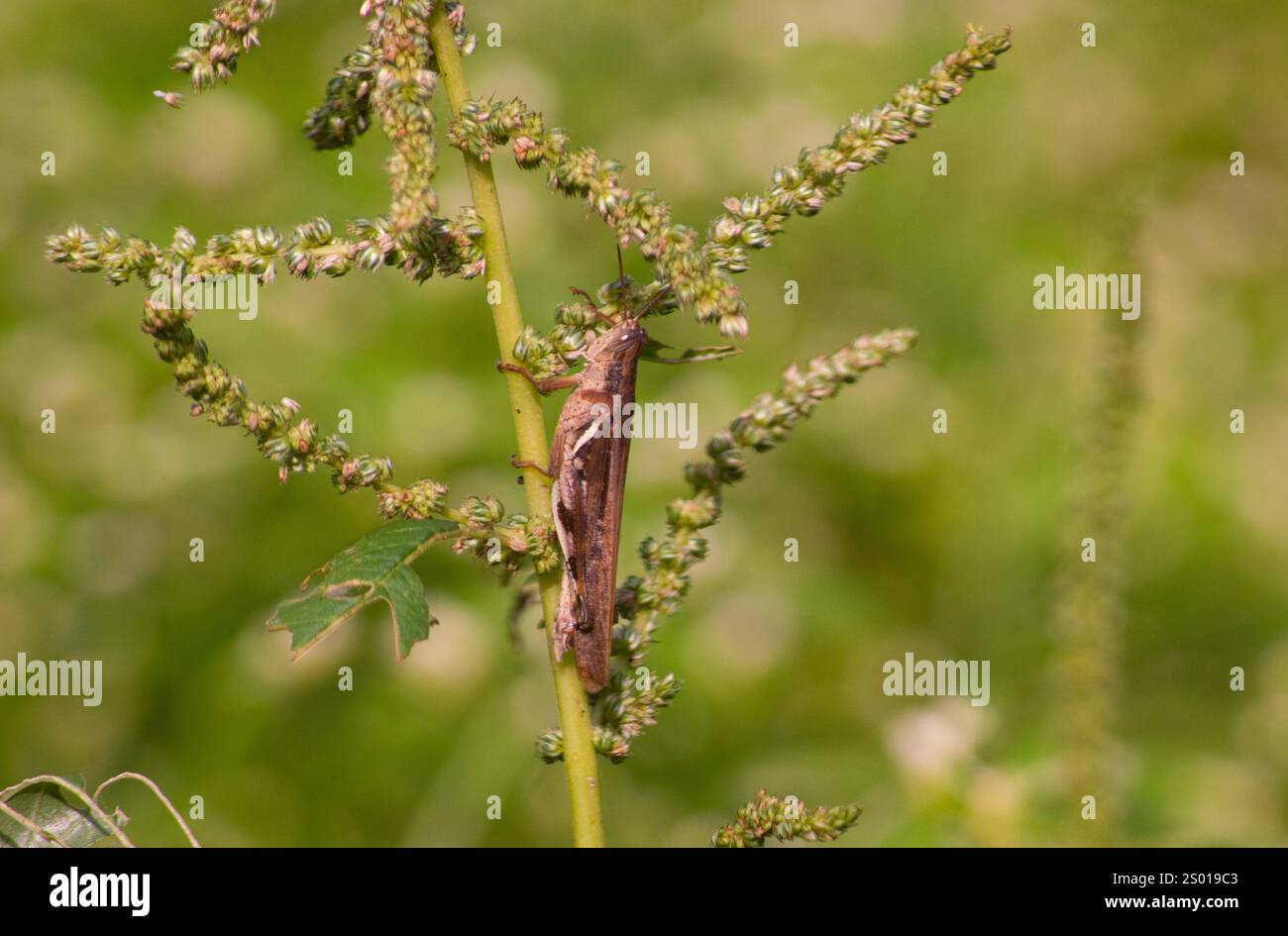 a brown locust that perches on a flower of an amaranth plant. This ...