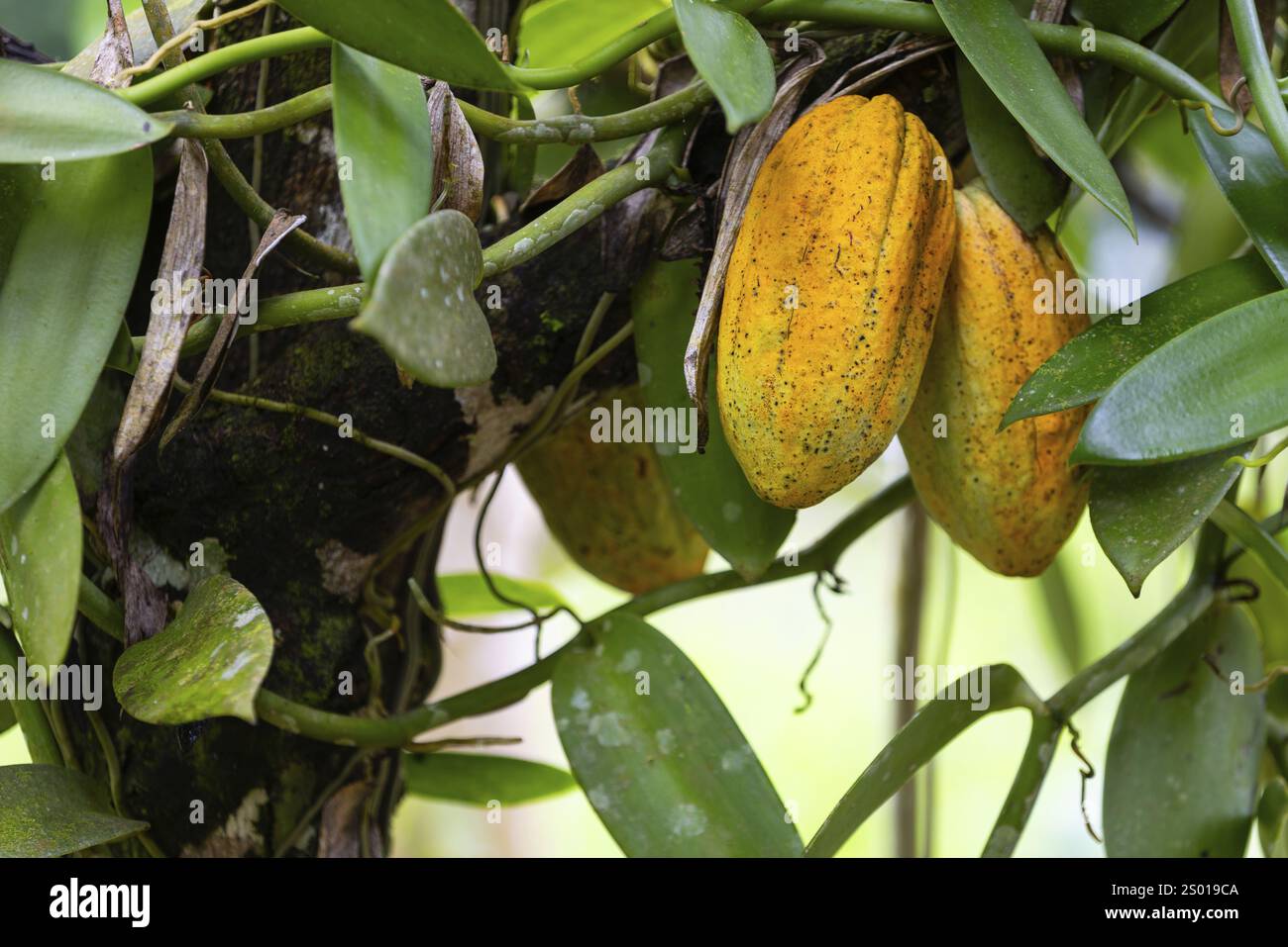 Costa rica cacao plants hi-res stock photography and images - Alamy