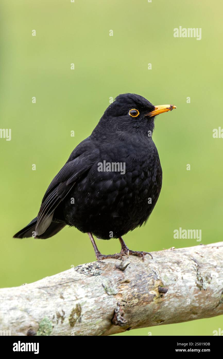 The Male Blackbird (Turdus merula) is an omnivore, feeding on ...