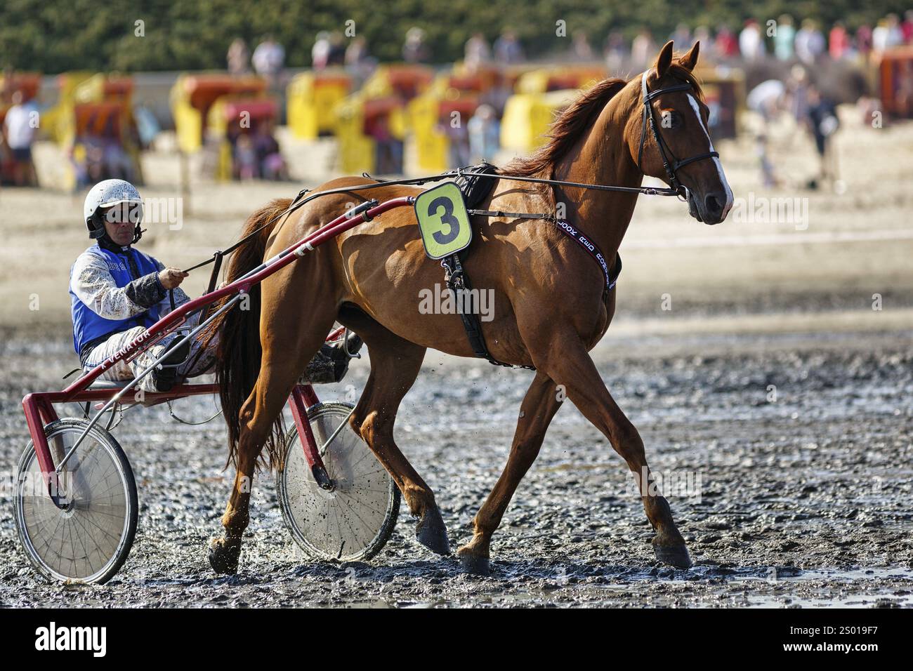Horse with sulky, trotter, horse-drawn carriage, trotting race in the ...
