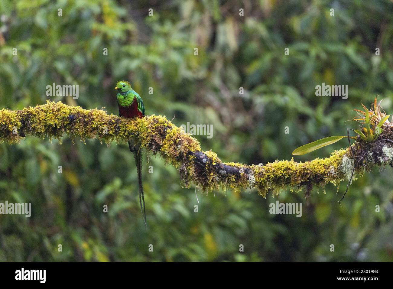 Quetzal (Pharomachrus mocinno), Male, Trogons (Trogonidae), Central ...