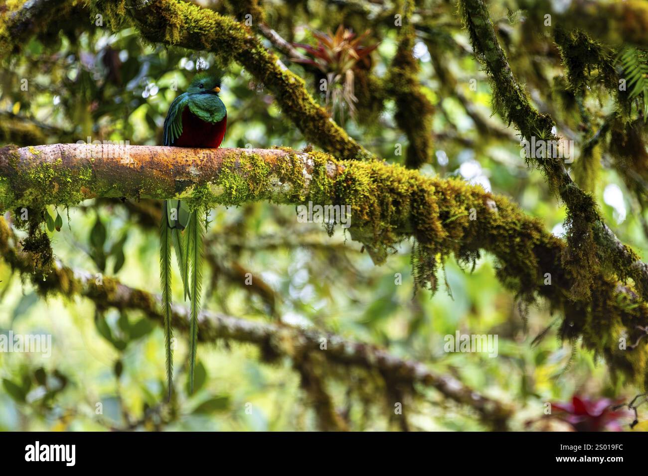 Quetzal (Pharomachrus mocinno), Trogons (Trogonidae), Central Mountain ...