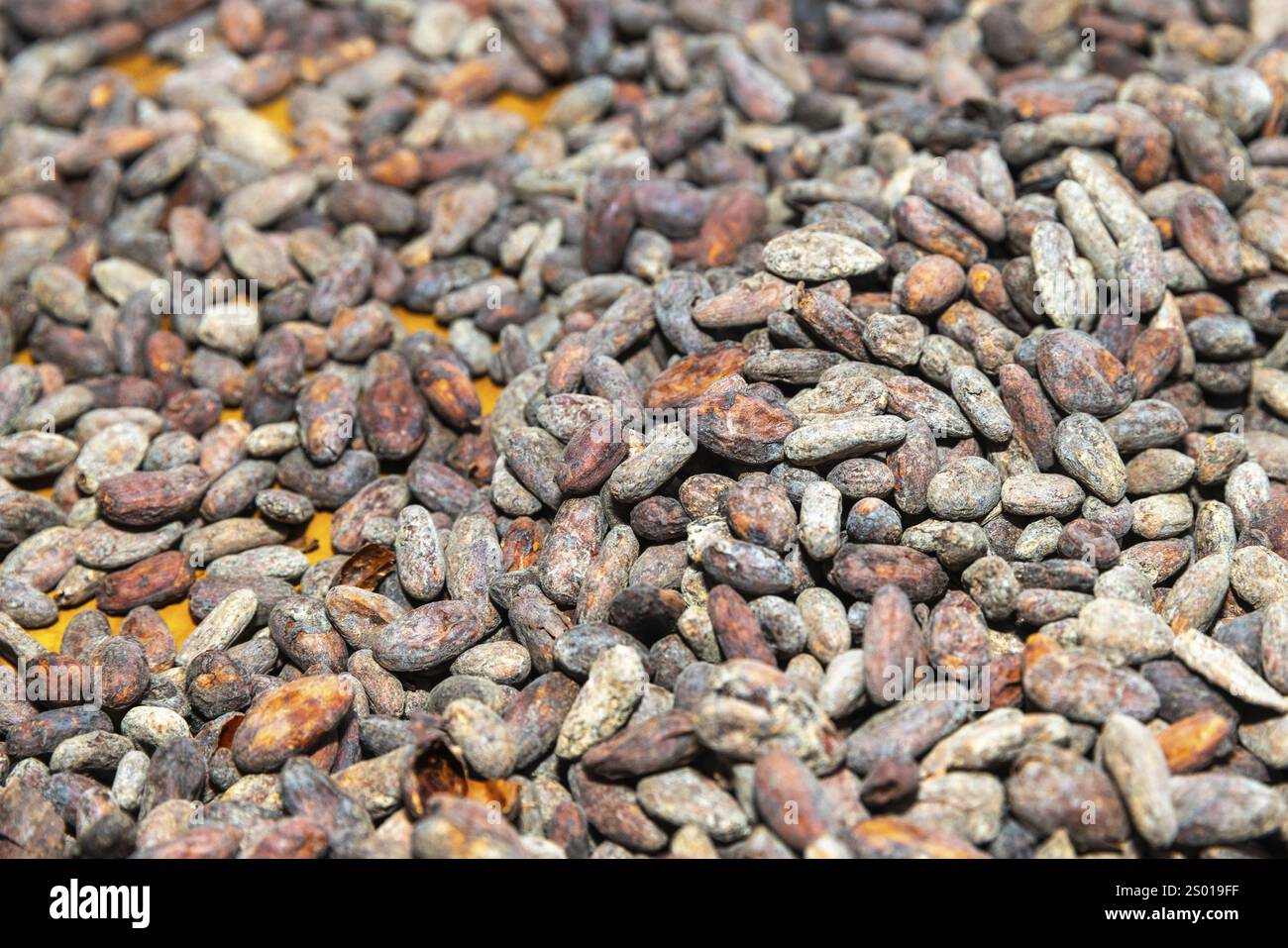 Cocoa cone in a bag, cocoa (Theobroma cacao), Costa Rica, Central ...