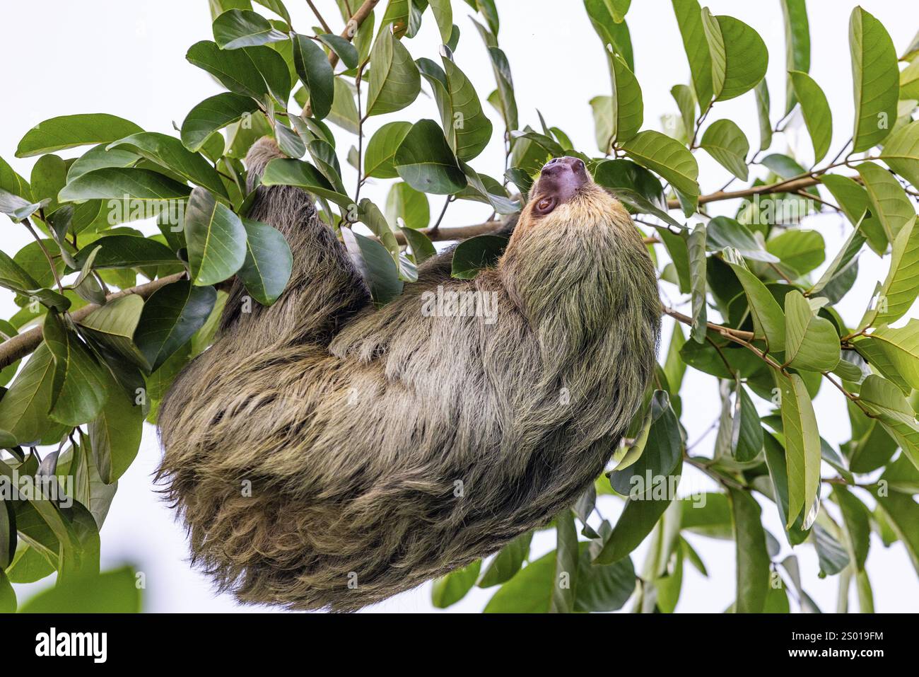 Two-fingered sloth (Choloepus), Mammals (Mammalia), Osa Peninsula ...