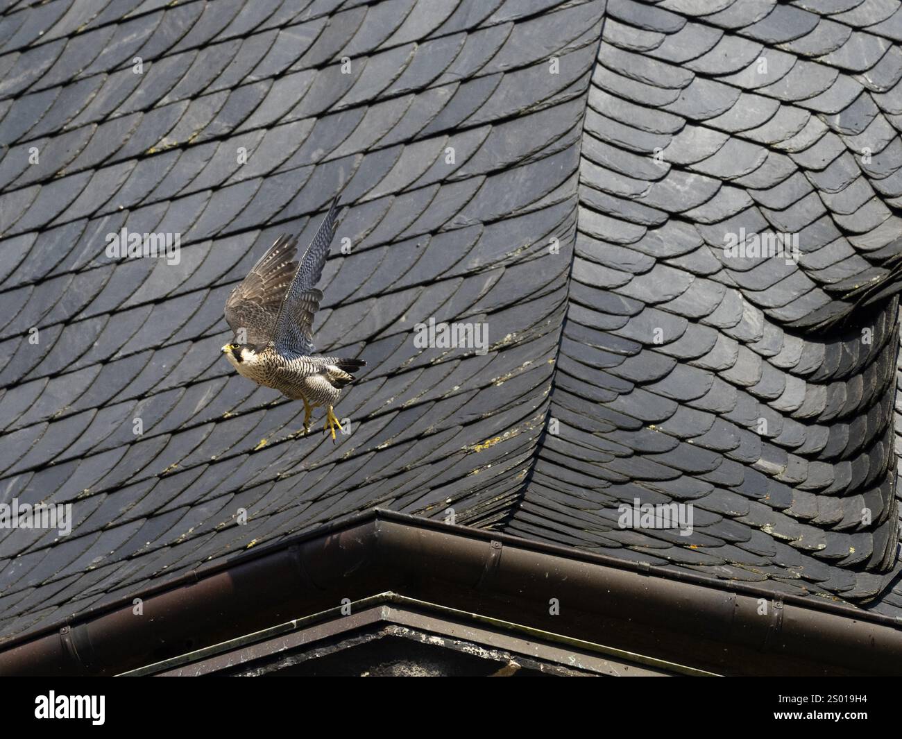 Peregrine Falcon (Falco peregrinus), adult female bird in flight ...