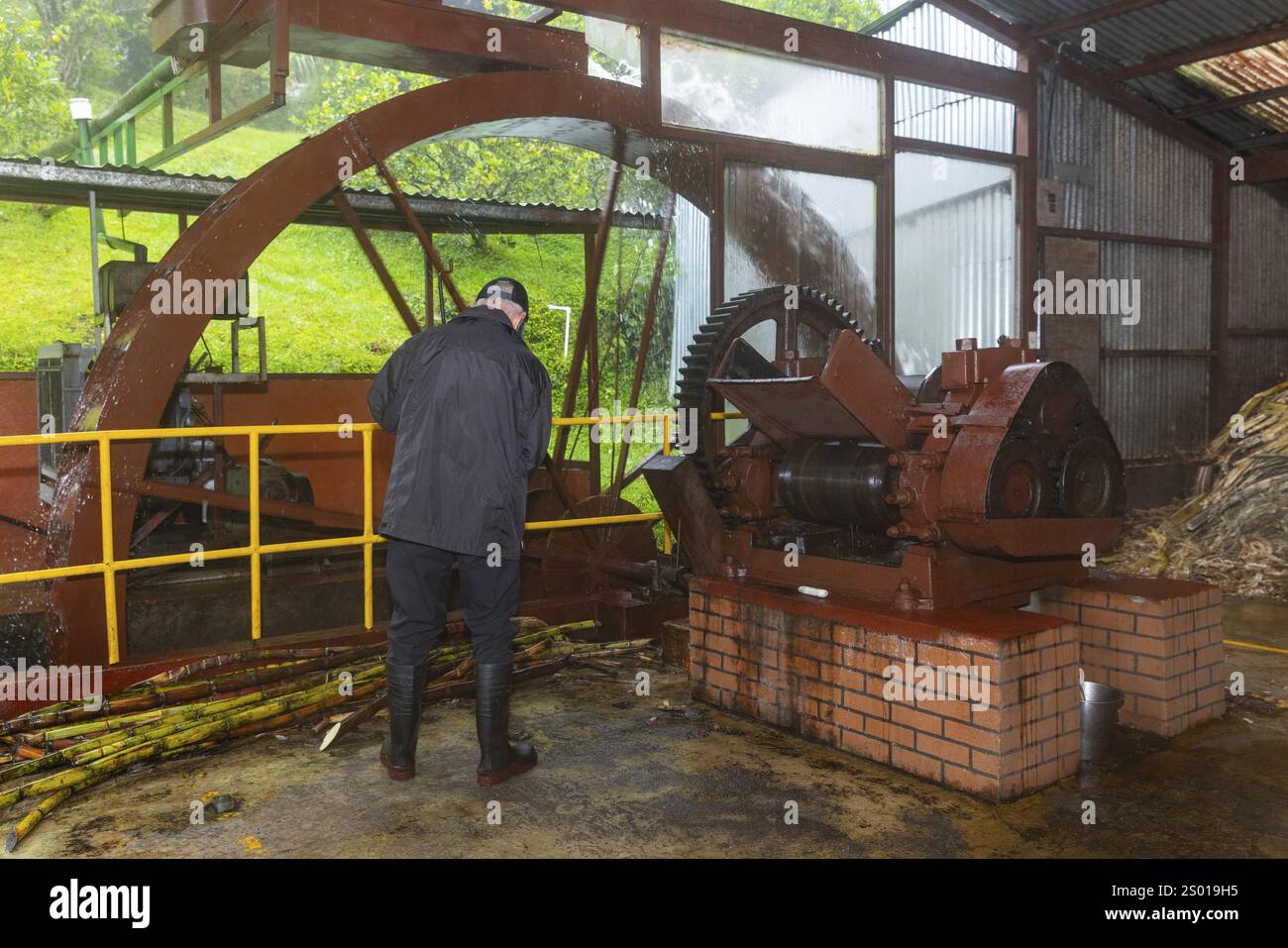Sugar cane is pressed (Saccharum officinarum), sweet grasses (Poaceae ...