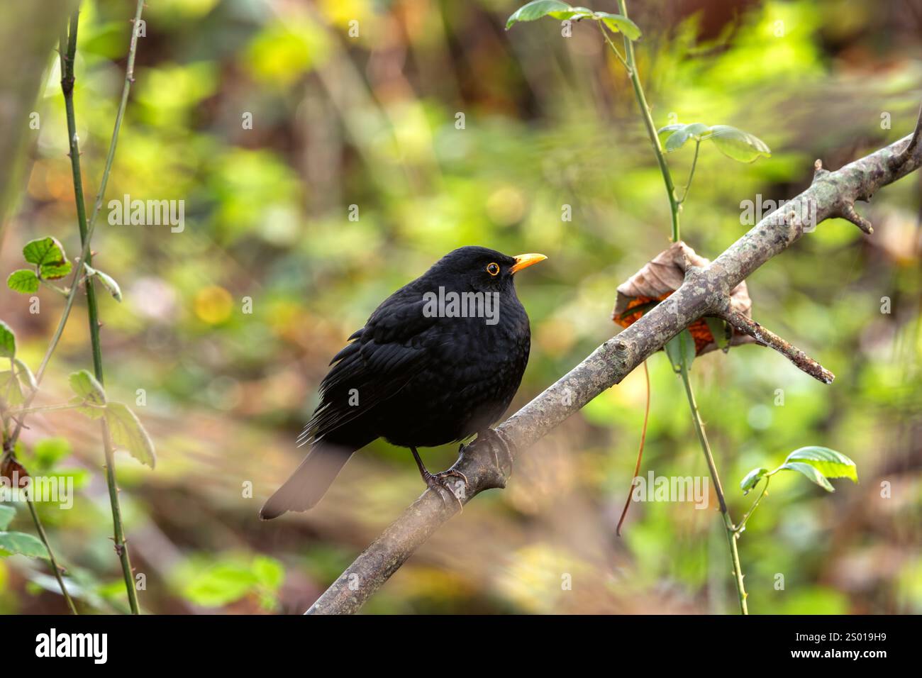 The Male Blackbird (Turdus merula) is an omnivore, feeding on ...