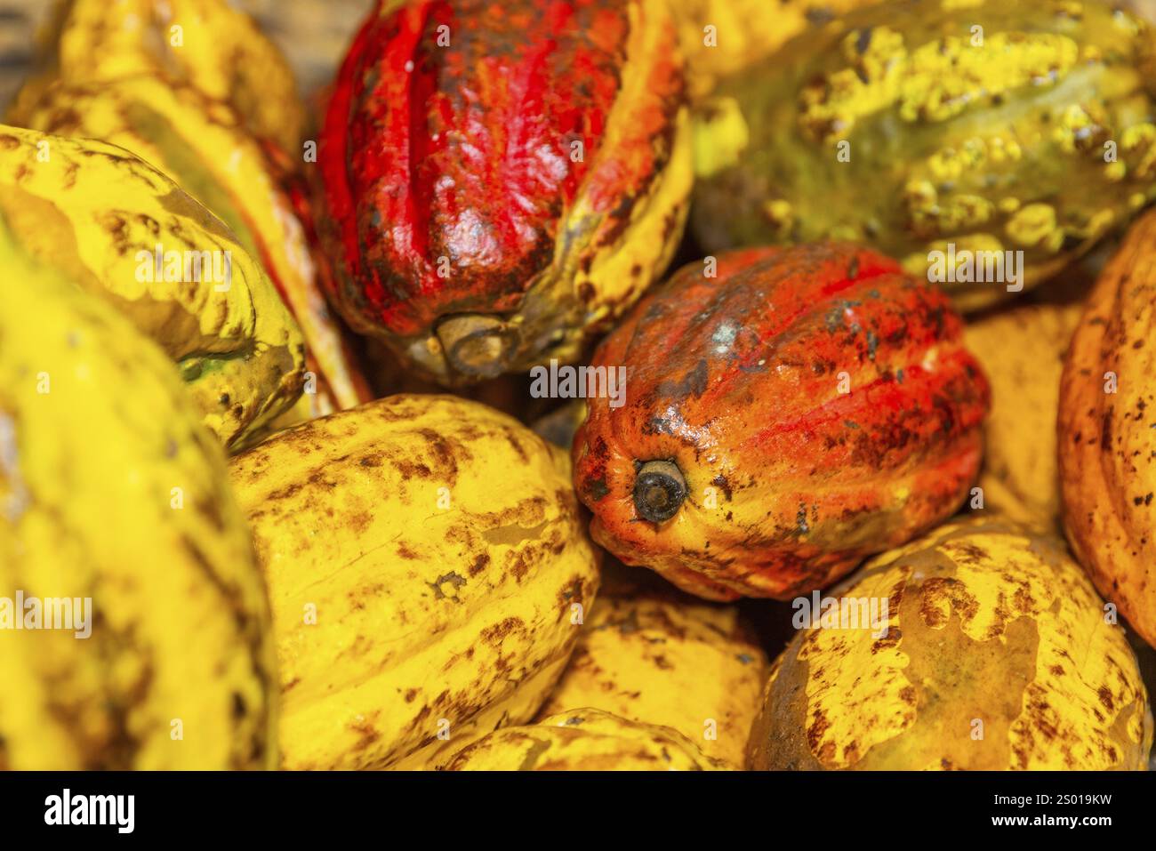Harvested cocoa fruits in a basket, cocoa (Theobroma cacao), Costa Rica ...