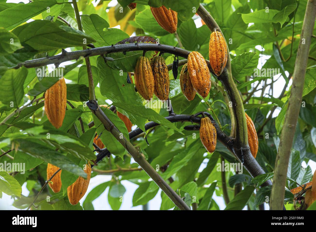 Cocoa fruit on a tree, cocoa (Theobroma cacao), Costa Rica, Central ...
