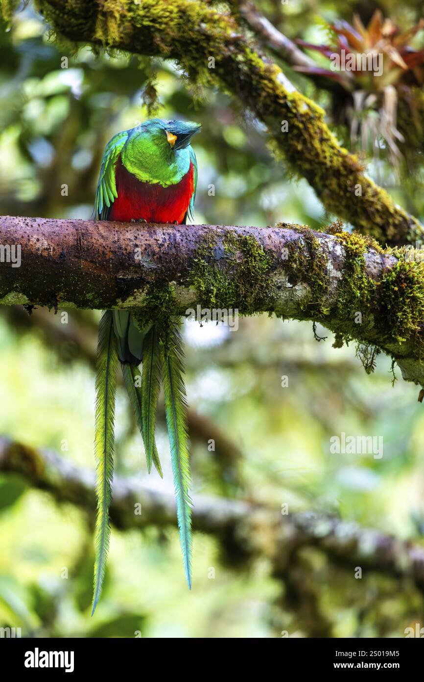 Quetzal (Pharomachrus mocinno), Trogons (Trogonidae), Central Mountain ...