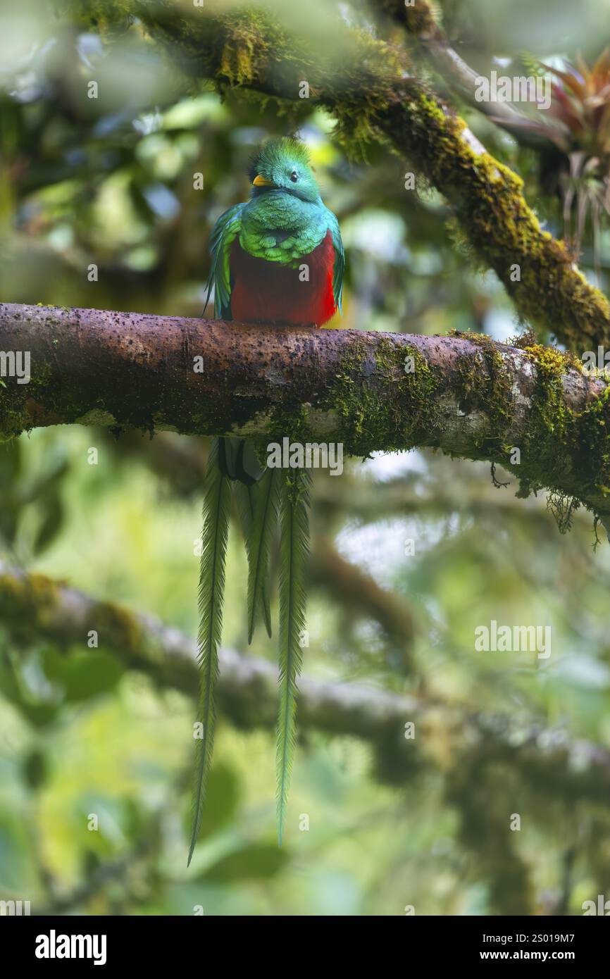 Quetzal (Pharomachrus mocinno), Trogons (Trogonidae), Central Mountain ...