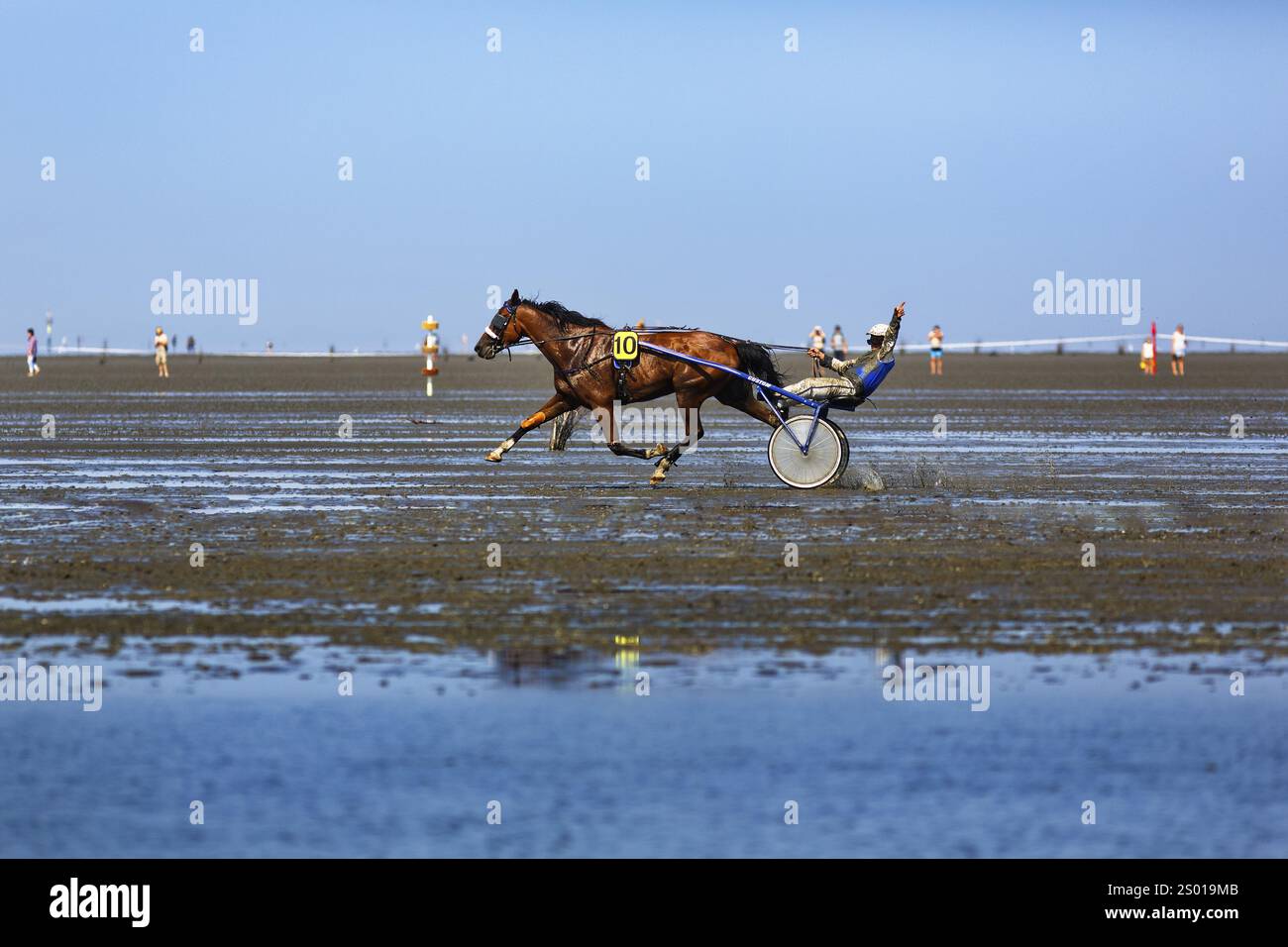 Horse with sulky, trotter, horse-drawn carriage, trotting race in the ...