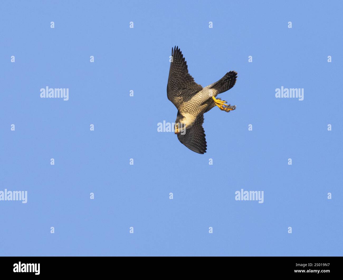 Peregrine Falcon (Falco peregrinus), adult bird, male or tiercel in ...