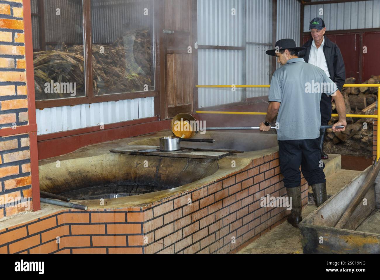 Heated sugar cane pulp is poured into a pot (Saccharum officinarum ...
