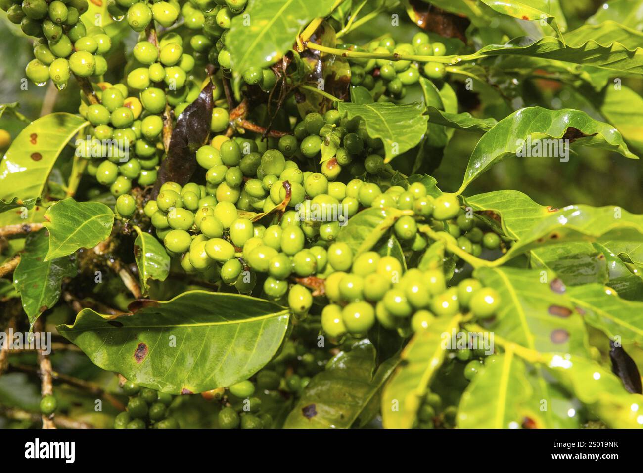 Coffee fruits on the bush (Coffea), Costa Rica, Central America Stock ...