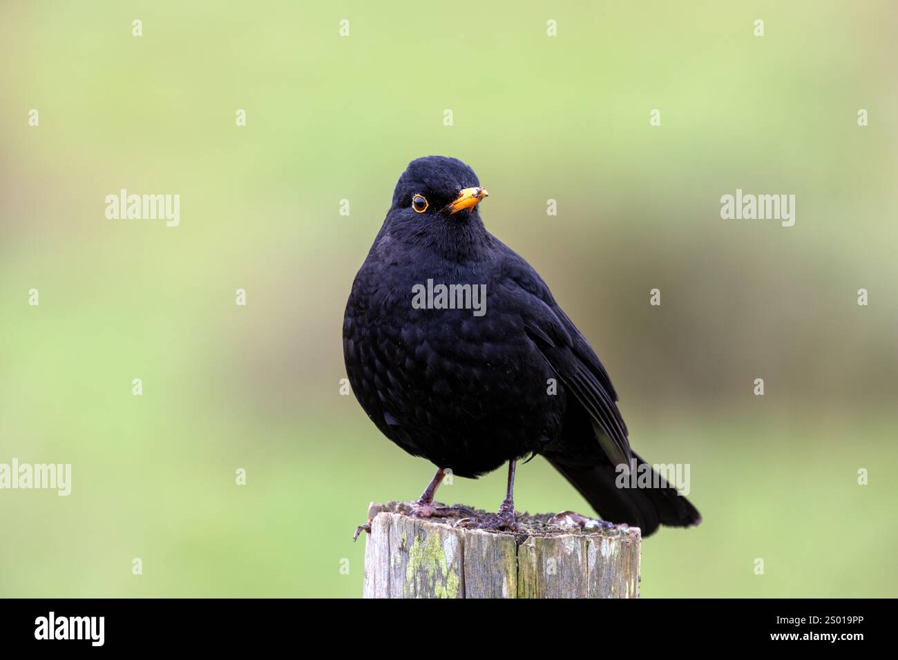 The Male Blackbird (Turdus merula) is an omnivore, feeding on ...