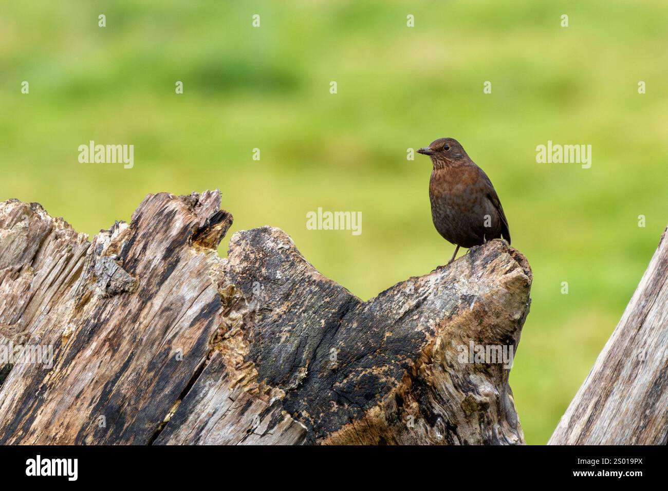 The Female Blackbird (Turdus merula) is an omnivore, eating worms ...