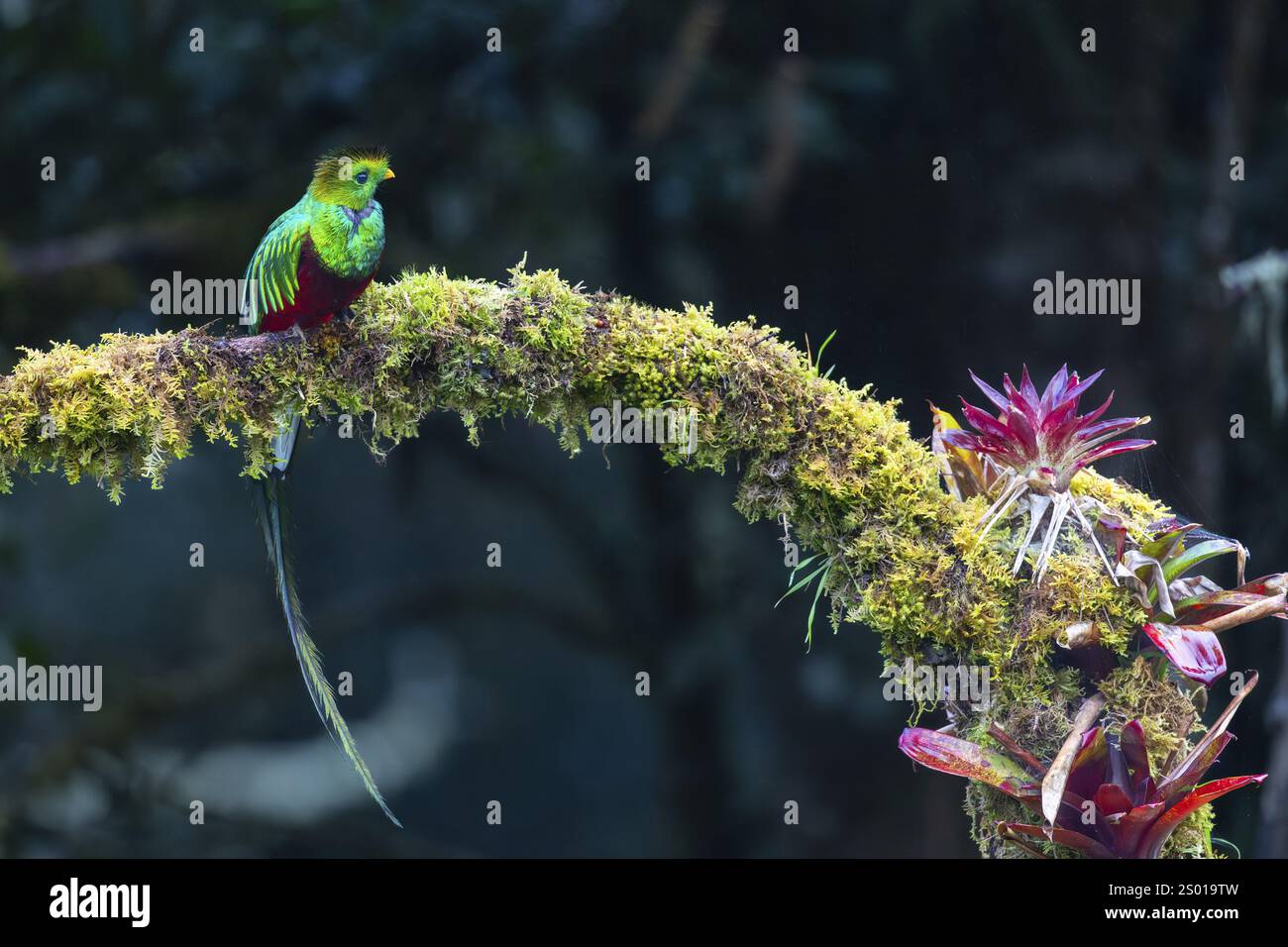 Quetzal (Pharomachrus mocinno), Male, Trogons (Trogonidae), Central ...