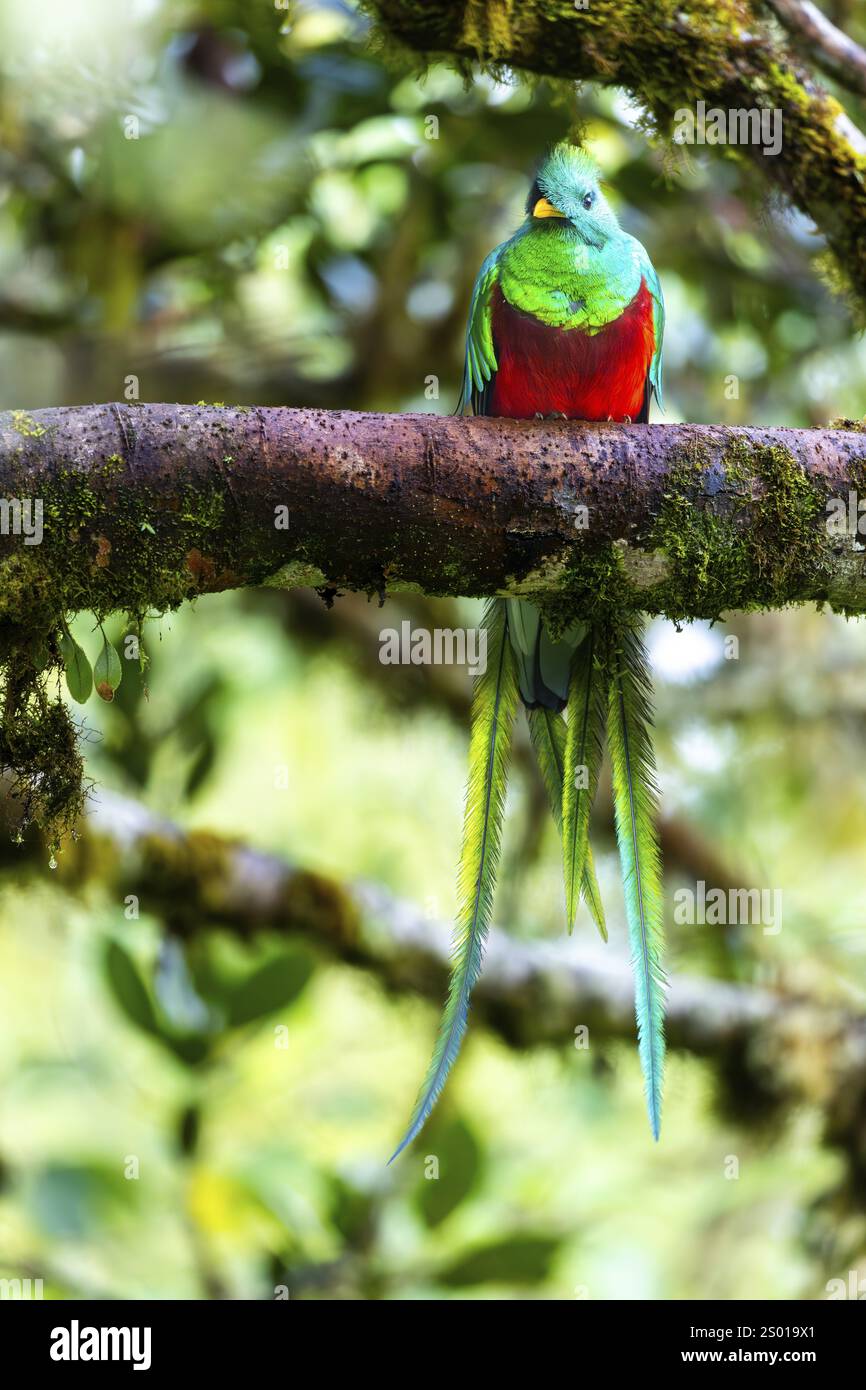 Quetzal (Pharomachrus mocinno), Trogons (Trogonidae), Central Mountain ...