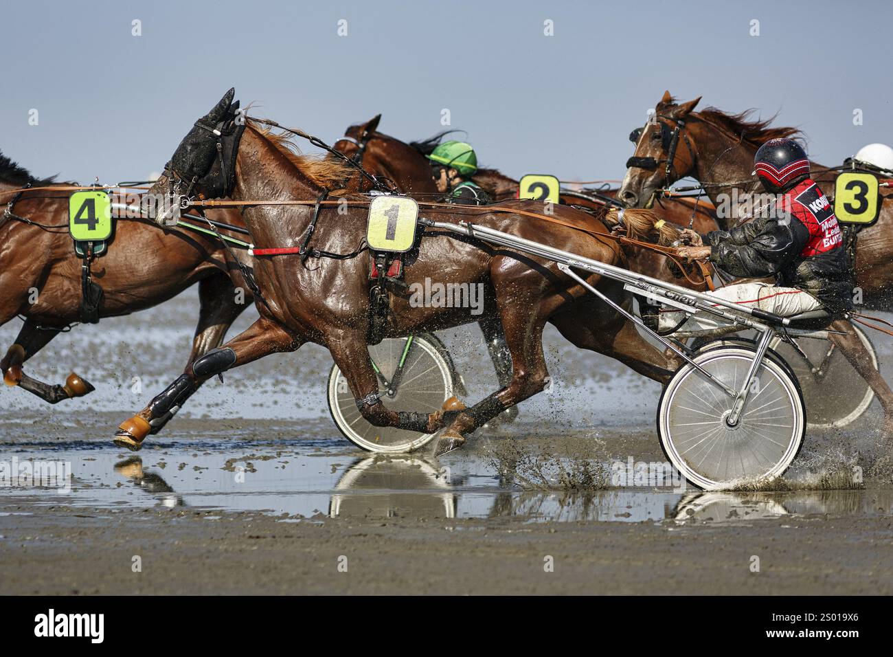 Horses with sulky, trotters, horse-drawn carriage, trotting race in the ...