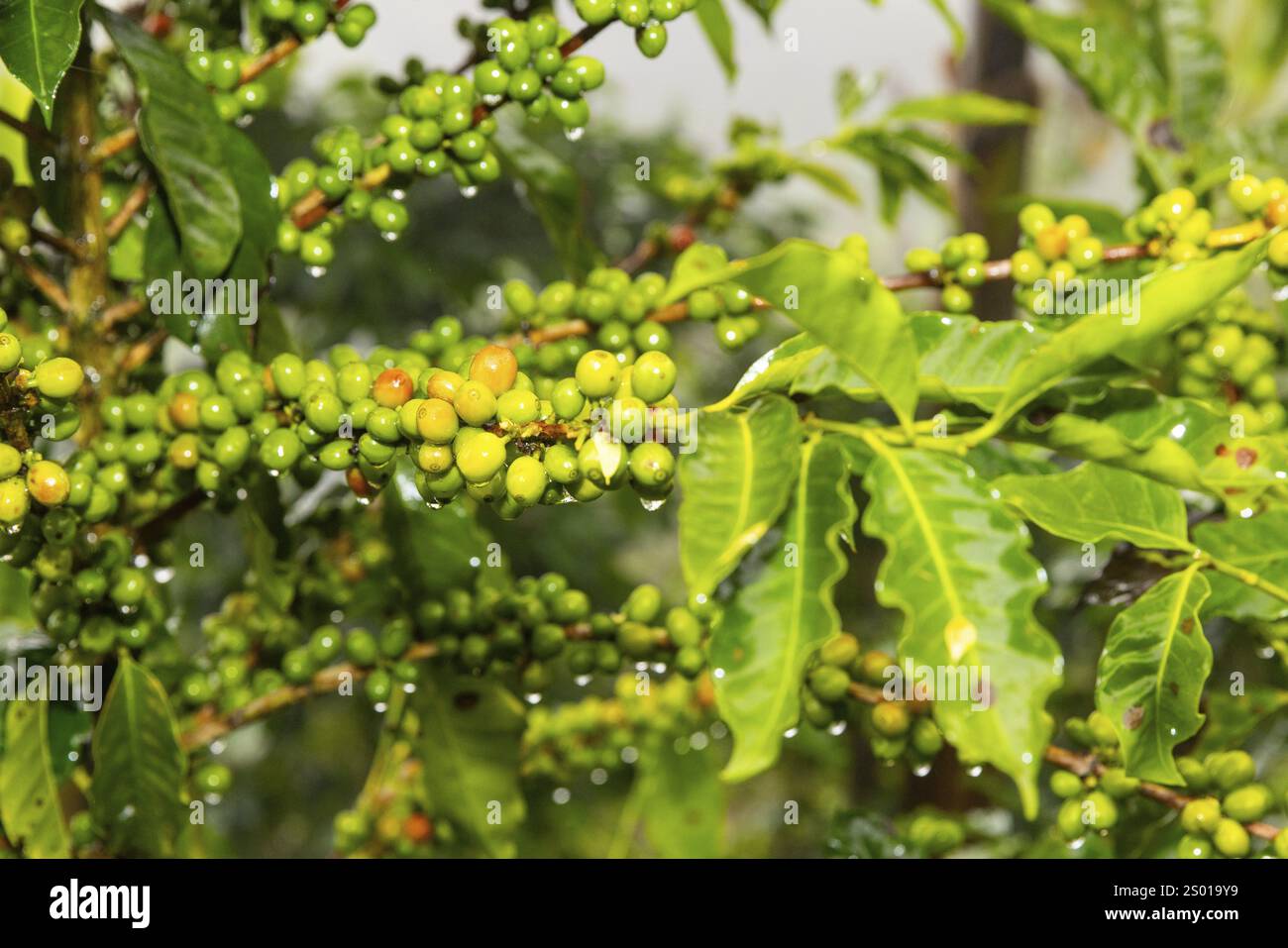 Coffee fruits on the bush (Coffea), Costa Rica, Central America Stock ...