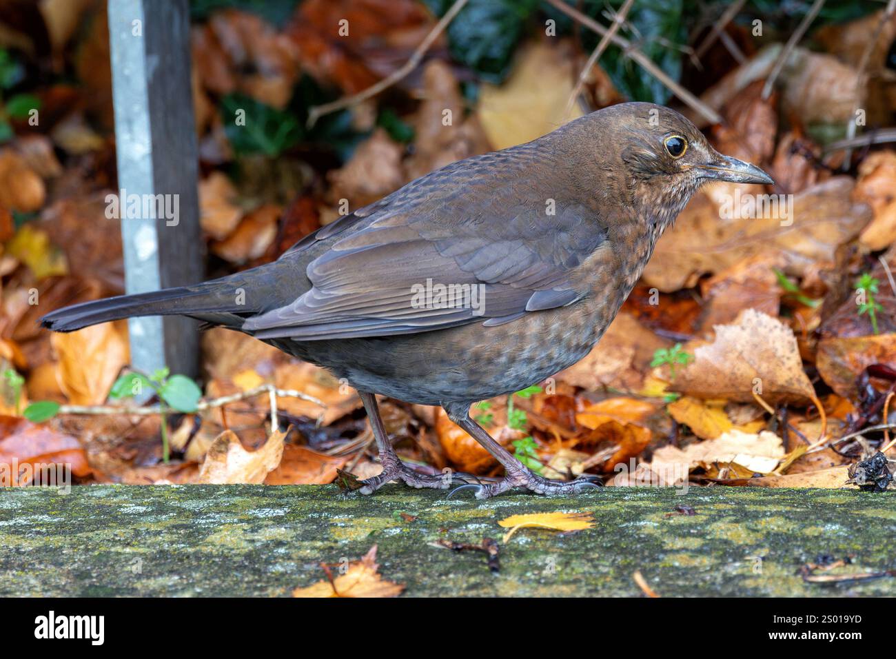 The Female Blackbird (Turdus merula) is an omnivore, eating worms ...