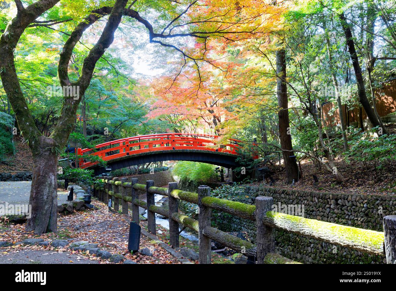 Maple leaf in autumn with red color with red bridge in Japan Stock ...