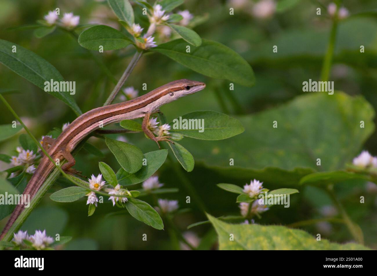 grass lizard behind the bushes Stock Photo - Alamy