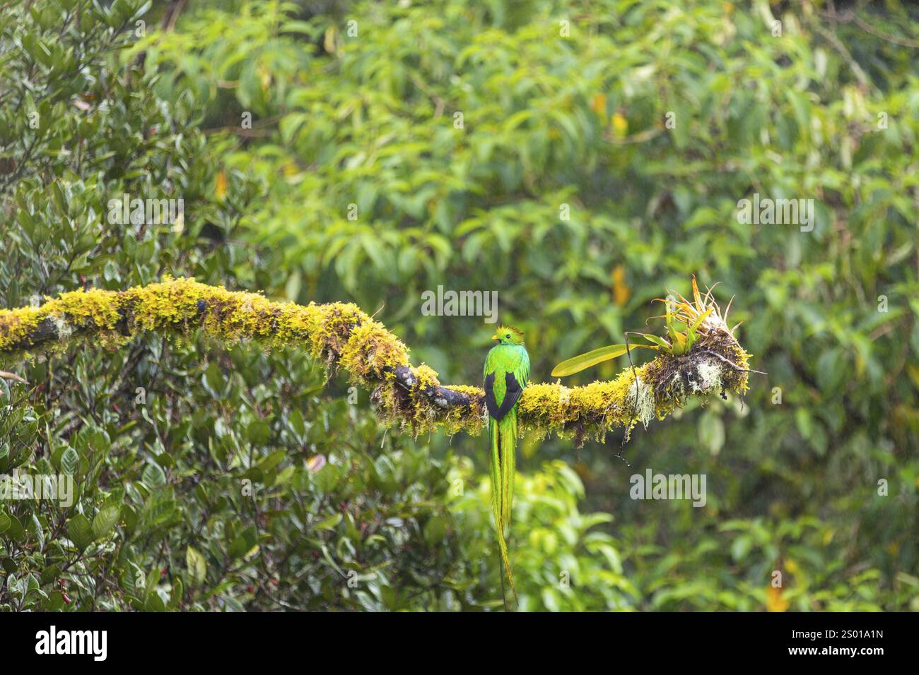 Quetzal (Pharomachrus mocinno), Male, Trogons (Trogonidae), Central ...