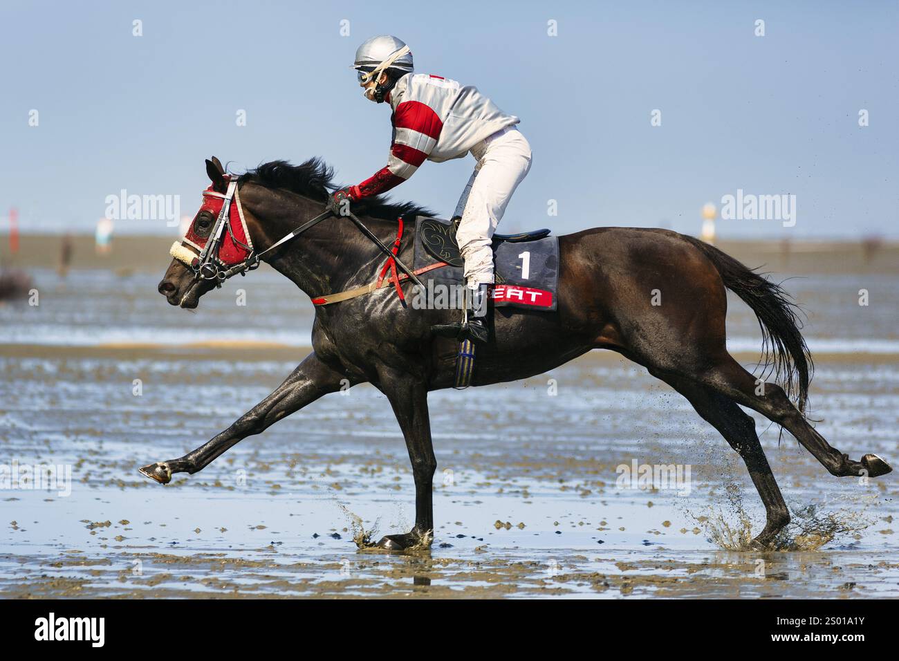 Rider, horse at a gallop, gallop race in the mudflats, Duhner ...
