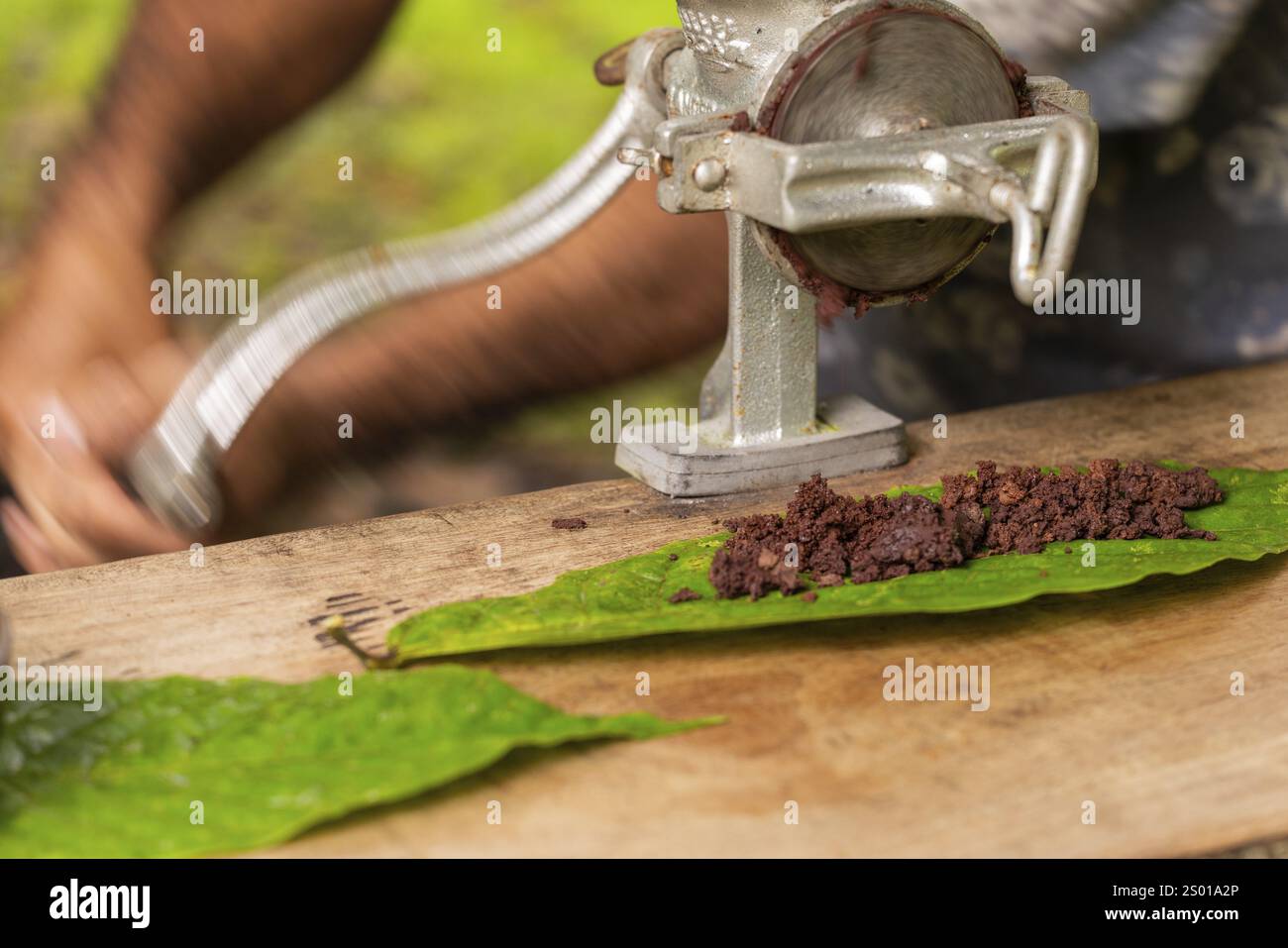 Cocoa beans are processed into cocoa mass, cocoa (Theobroma cacao ...