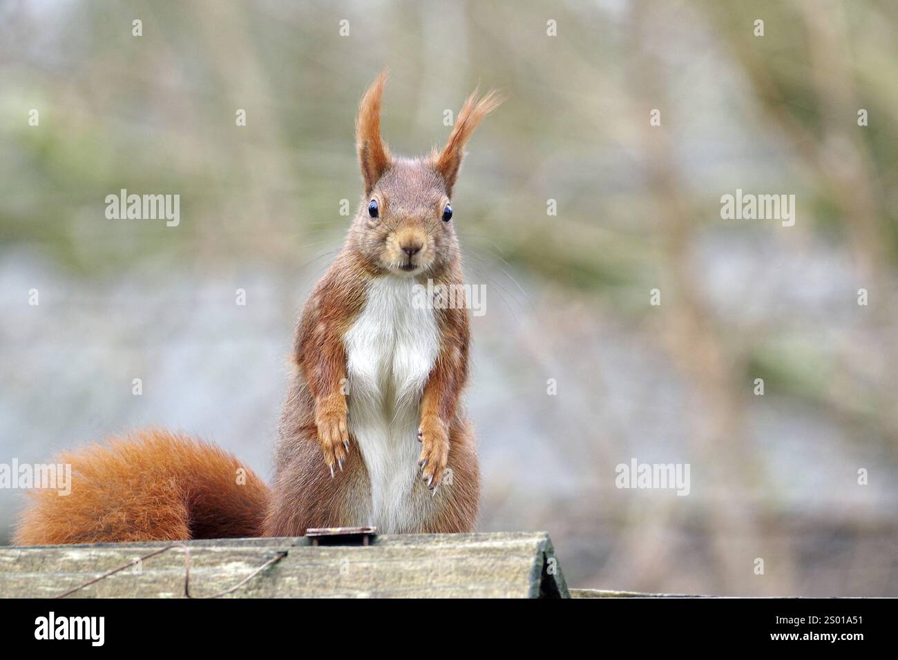 Squirrel looks curiously camera hi-res stock photography and images - Alamy