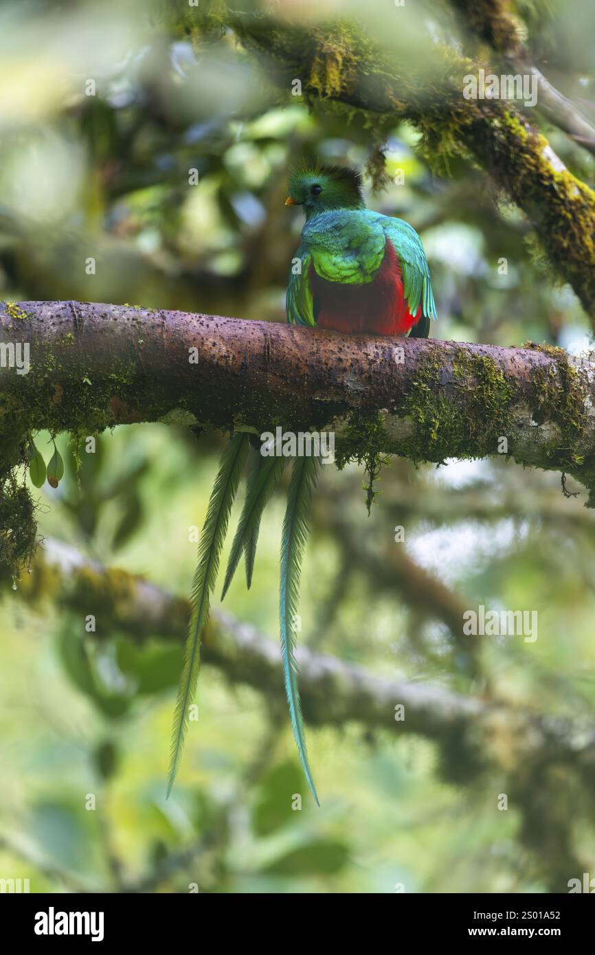Quetzal (Pharomachrus mocinno), Trogons (Trogonidae), Central Mountain ...