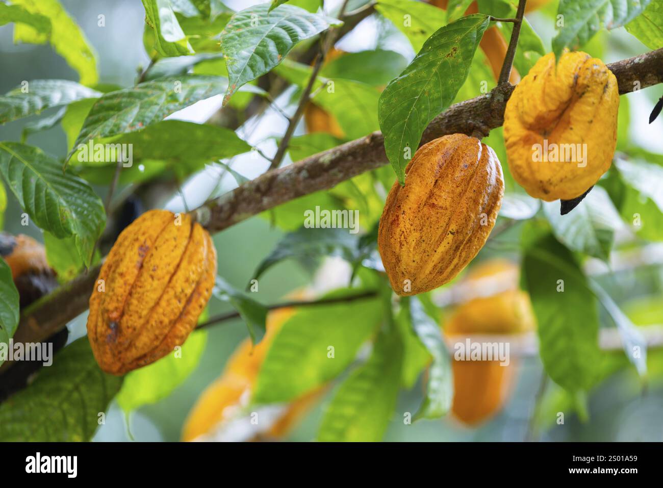 Cocoa fruit on a tree, cocoa (Theobroma cacao), Costa Rica, Central ...