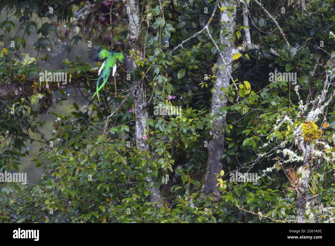 Quetzal (Pharomachrus mocinno), Male in flight, Trogons (Trogonidae ...