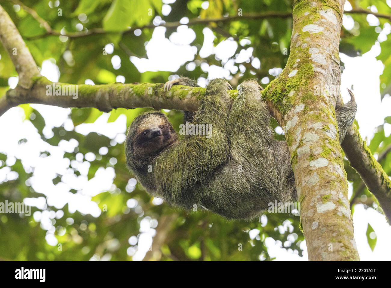 Three-fingered sloth (Bradypus), Mammals (Mammalia), La Fortuna ...