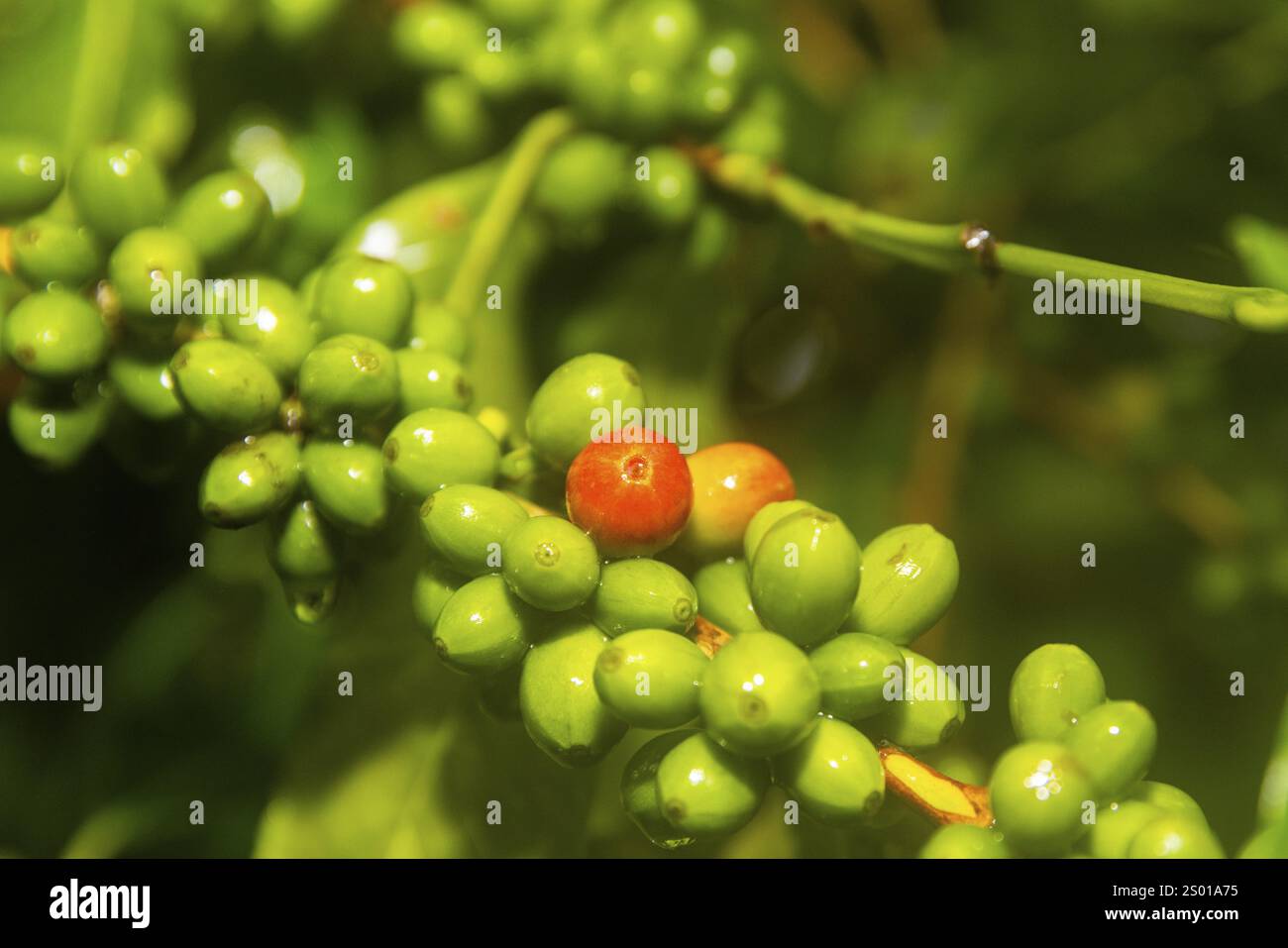 Coffee fruits on the bush (Coffea), Costa Rica, Central America Stock ...