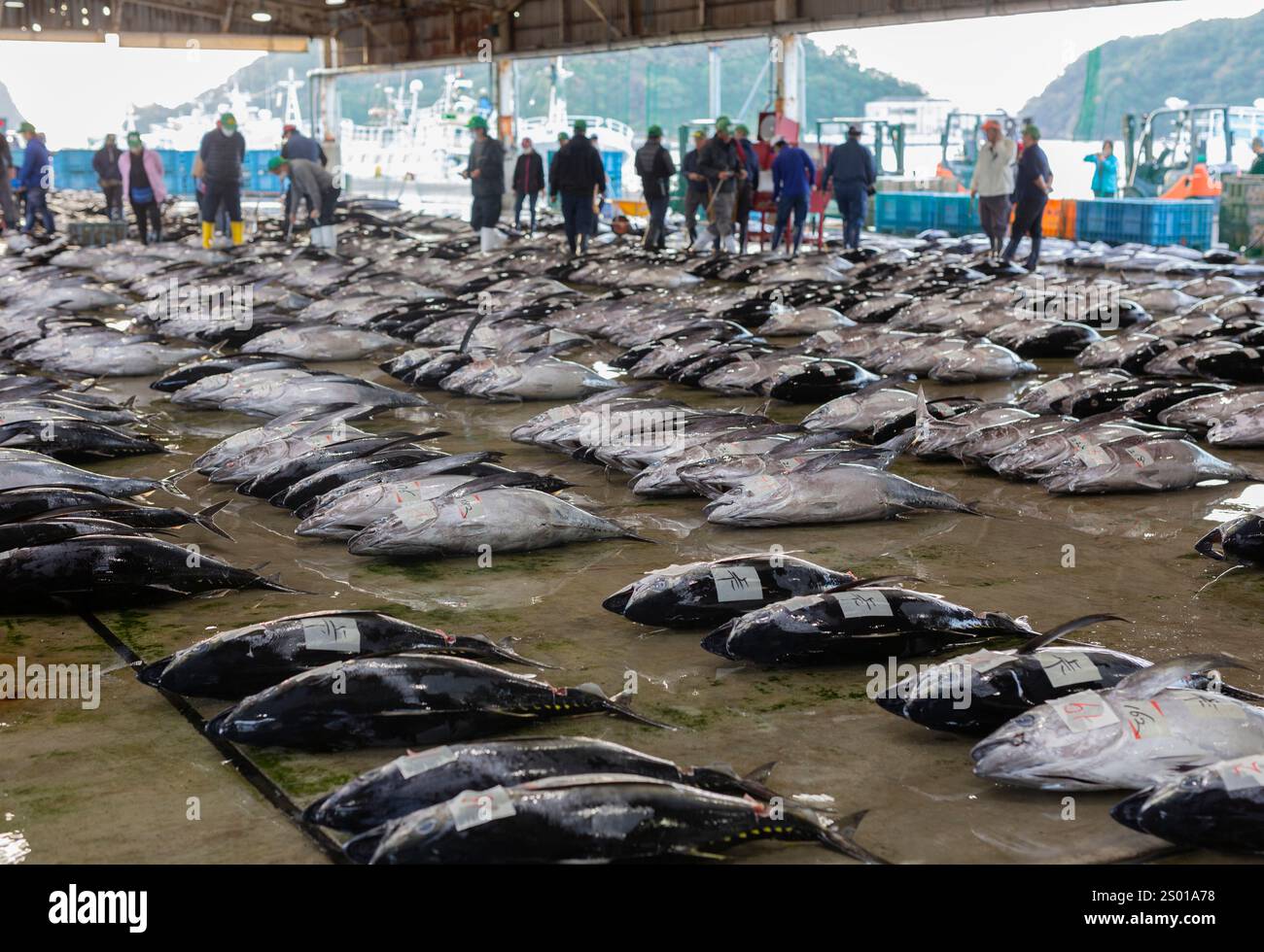 Tuna fish lined-up on the wet floor for auction in the fish market in ...