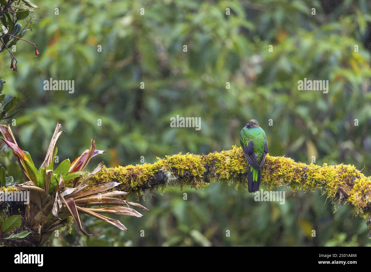 Quetzal (Pharomachrus mocinno), Female, Trogons (Trogonidae), Central ...