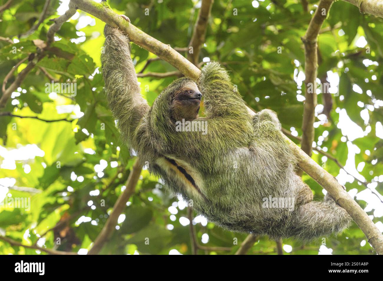 Three-fingered sloth (Bradypus), Mammals (Mammalia), La Fortuna ...