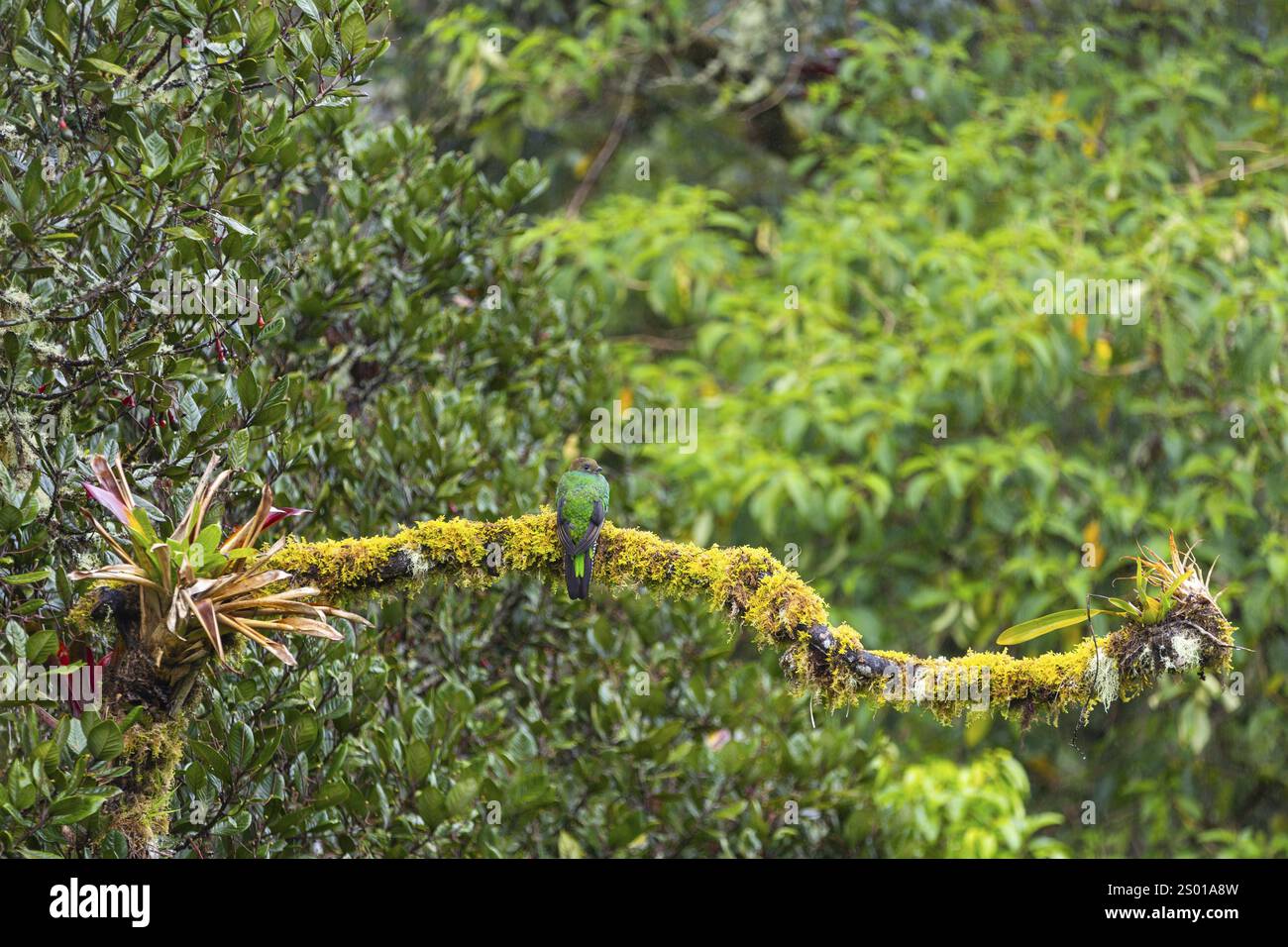 Quetzal (Pharomachrus mocinno), Male, Trogons (Trogonidae), Central ...