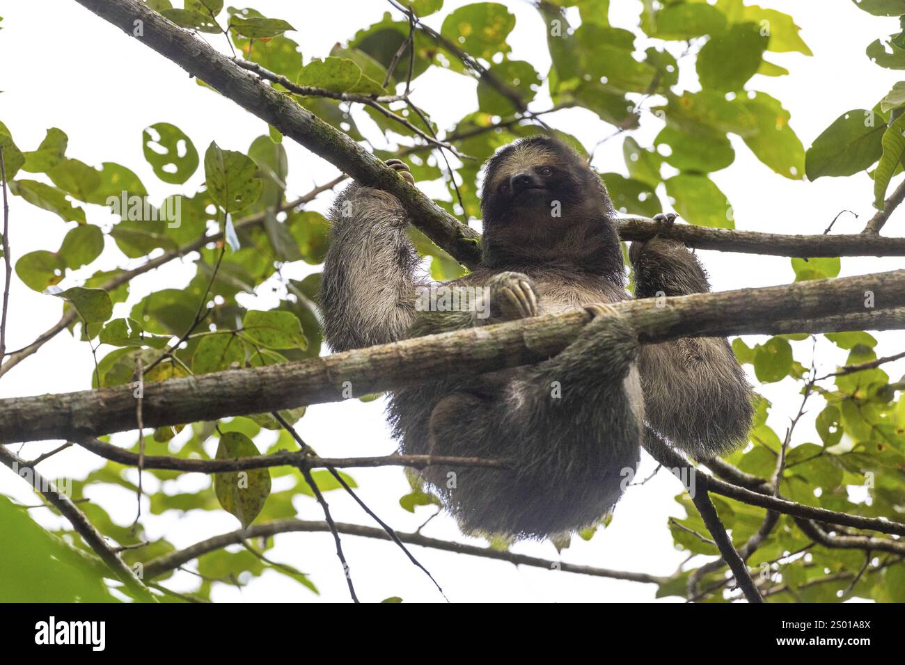 Three-fingered sloth (Bradypus), Mammals (Mammalia), La Fortuna ...