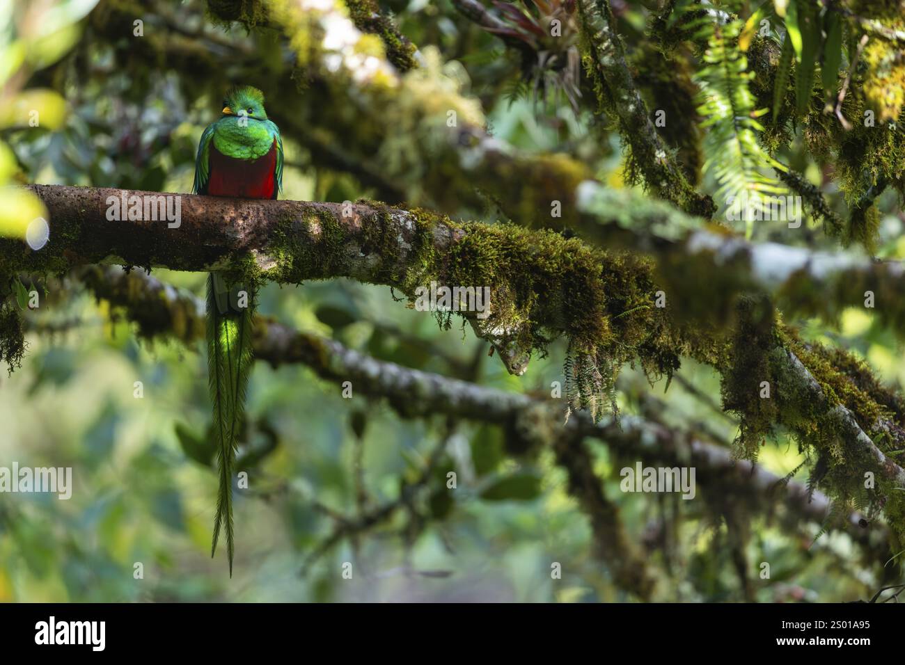 Quetzal (Pharomachrus mocinno), Trogons (Trogonidae), Central Mountain ...