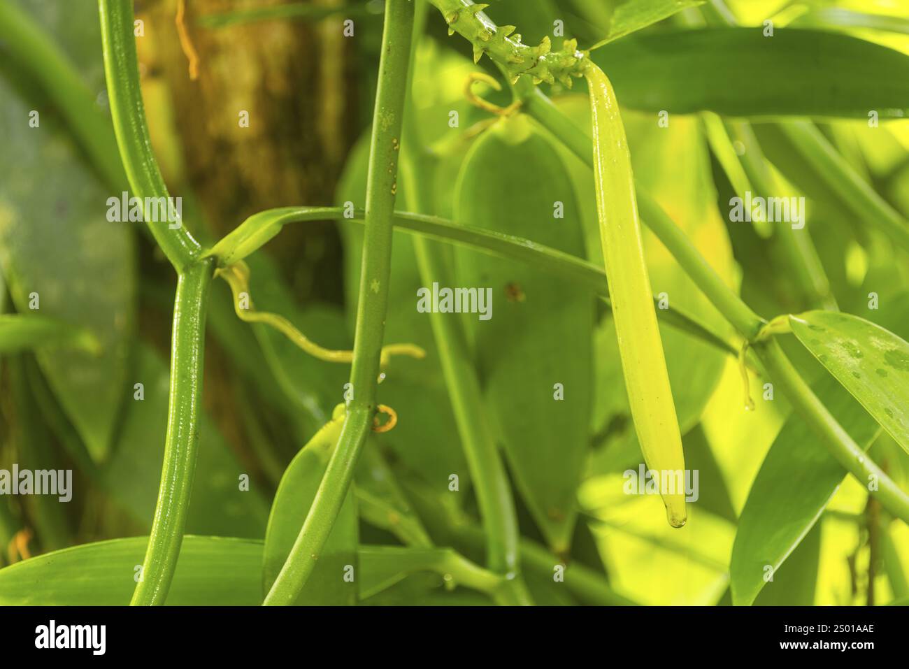 Central grocery hi-res stock photography and images - Alamy