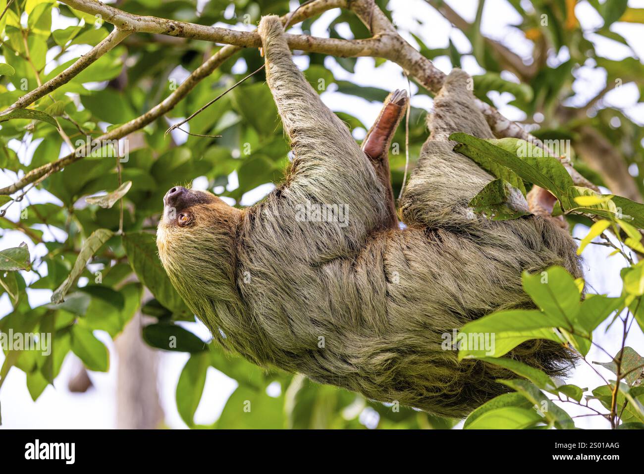 Two-fingered sloth (Choloepus), Mammals (Mammalia), Osa Peninsula ...