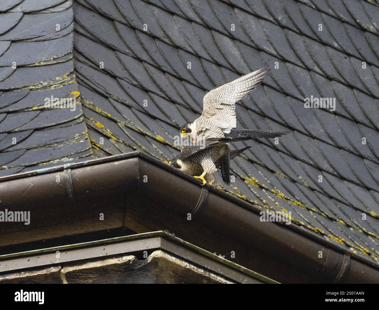 Peregrine Falcons (Falco peregrinus), adult pair copulateing on a ...