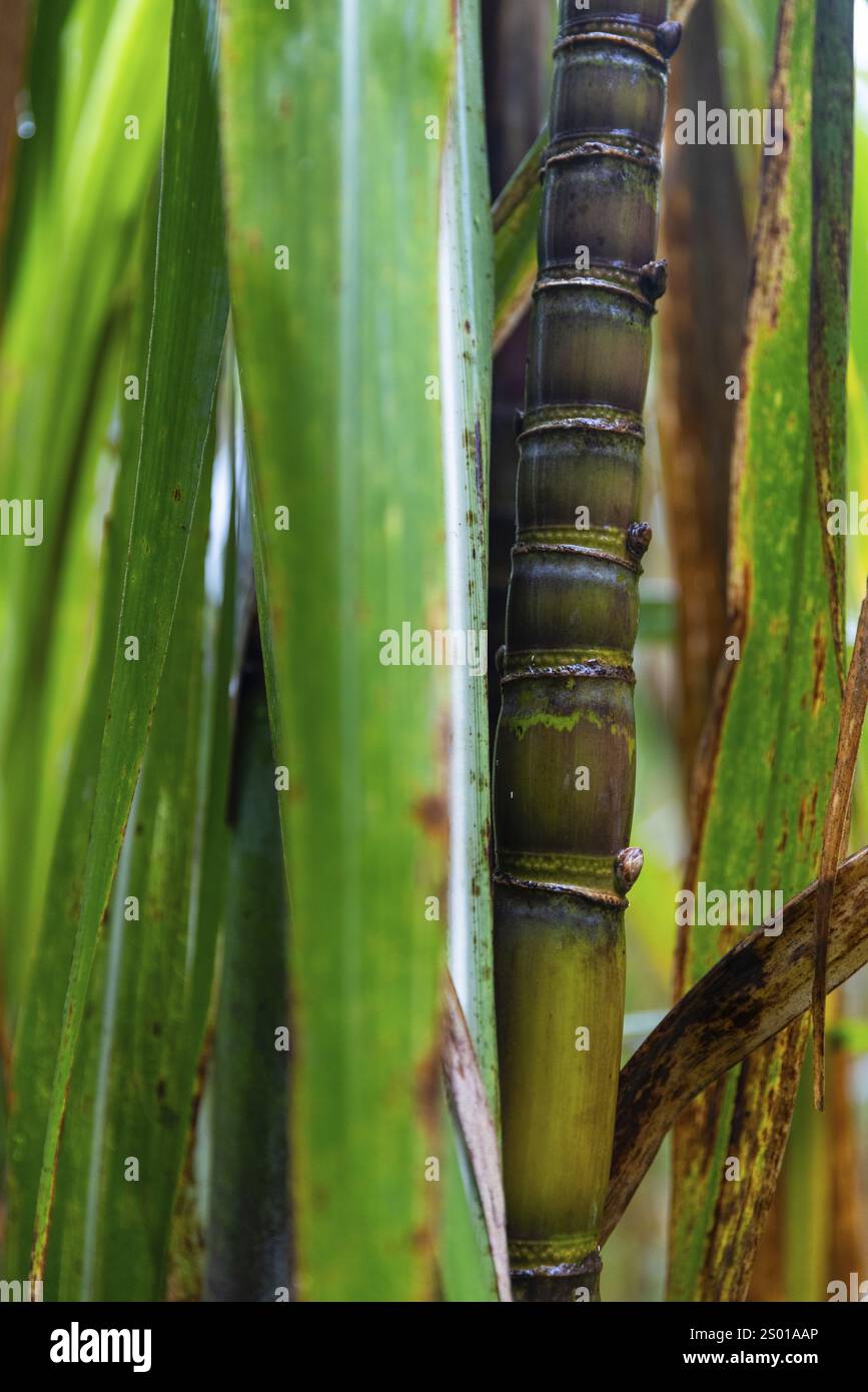 Sugar cane (Saccharum officinarum), sweet grasses (Poaceae), Costa Rica ...