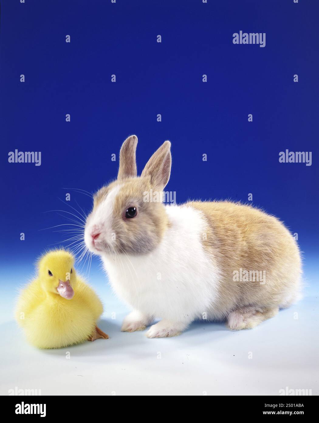 A dwarf rabbit and a duckling pose in front of a blue background Studio ...