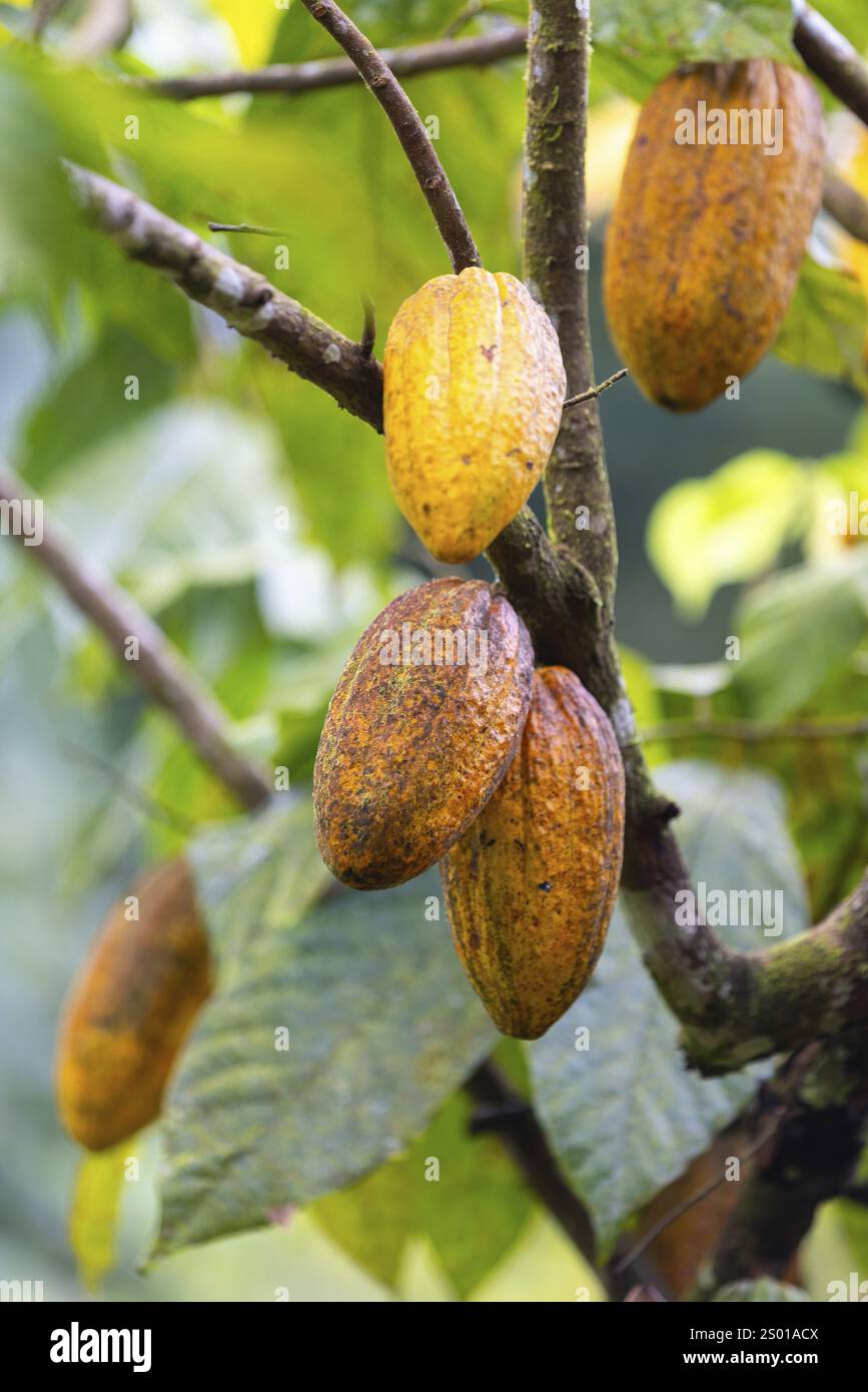 Cocoa fruit on a tree, cocoa (Theobroma cacao), Costa Rica, Central ...